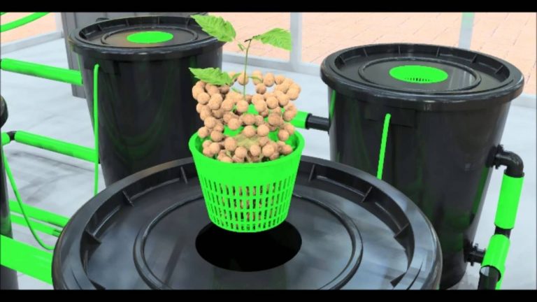 Best DWC Hydroponic System (Deep Water Culture) [2025 Reviews]