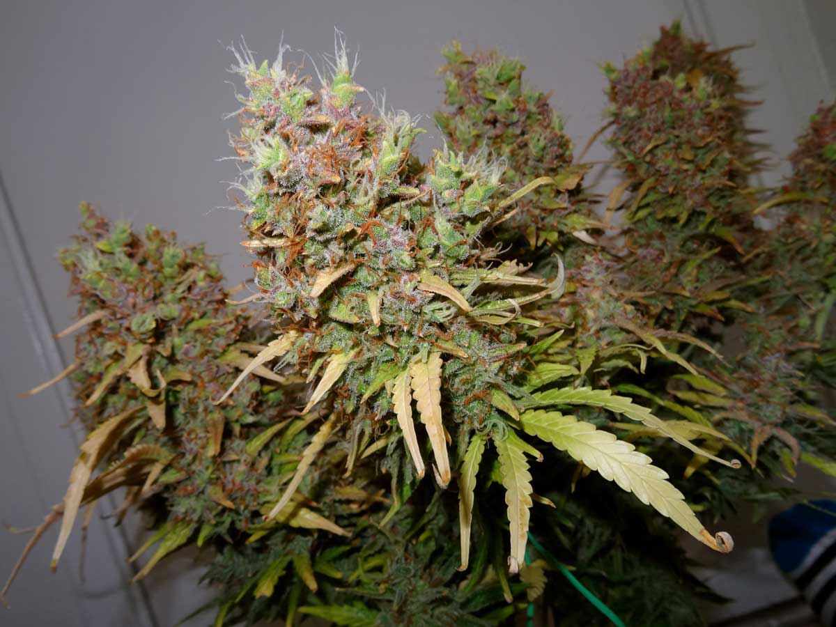 When and How to Harvest Weed | When Is Weed Ready To Harvest