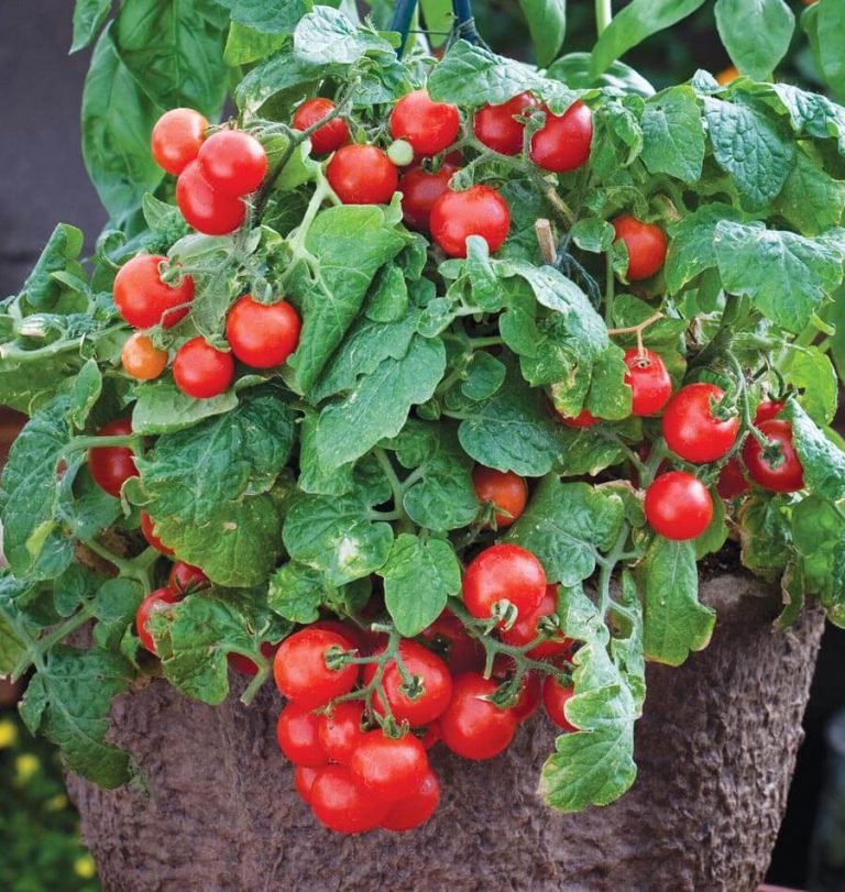 How to Grow Hydroponic Tomatoes -Beginner's Guide